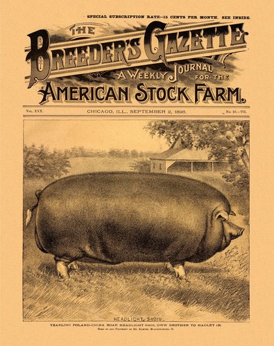 Vintage Hog Breeder Magazine Cover Art Print Swine Boar Farmer Wall ...