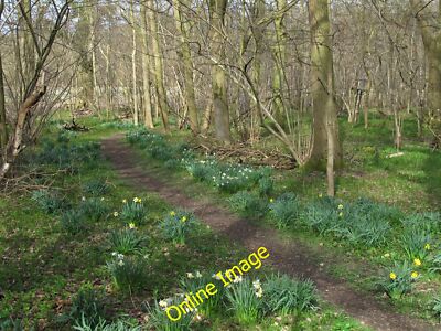 Photo 6x4 Daffodils in Turner's Spring Nature Reserve Stansted ...