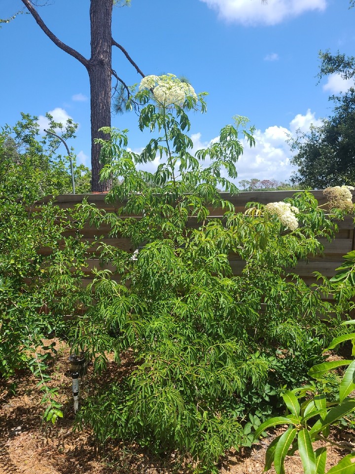American Elderberry Tree sambucus canadensis Live Plant Fully rooted | eBay
