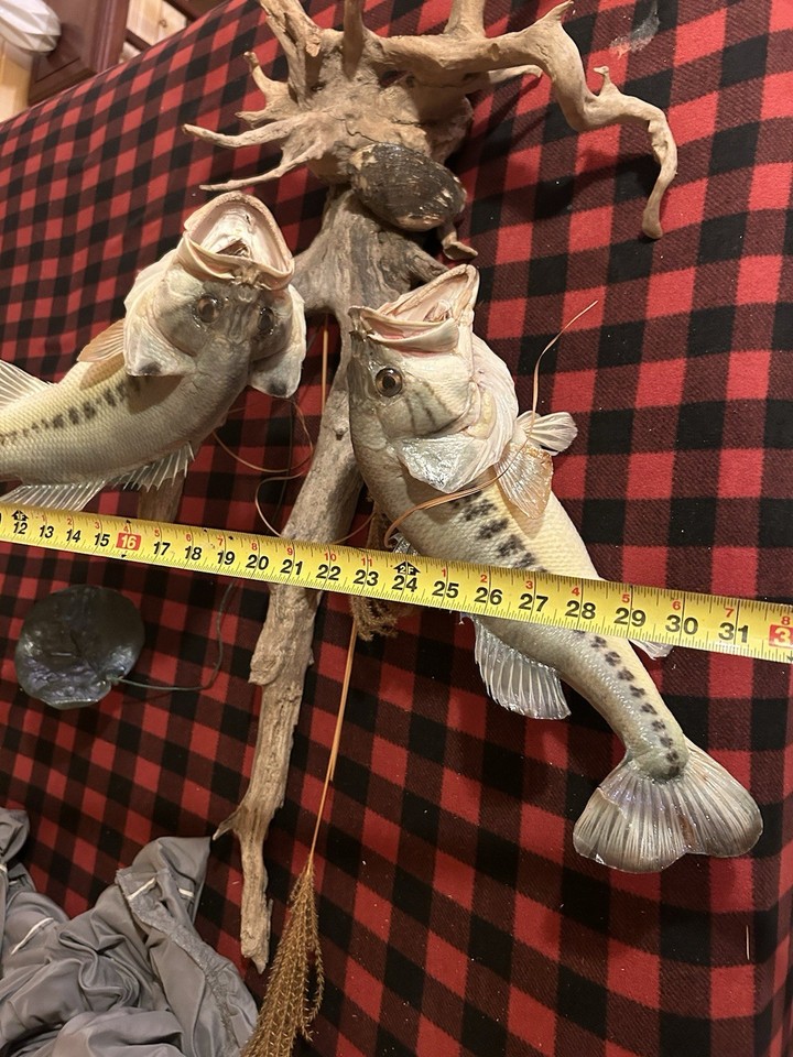 Double Bass Fish Mount Taxidermy | eBay