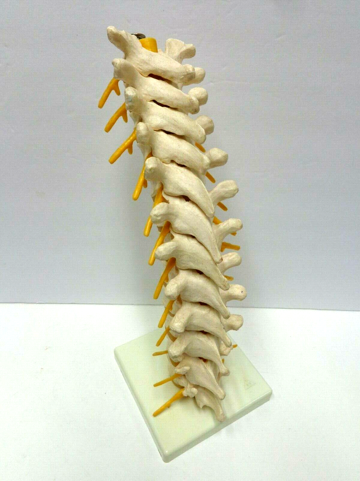 Vintage 3B Back Vertebrae Medical Model Display Germany | eBay