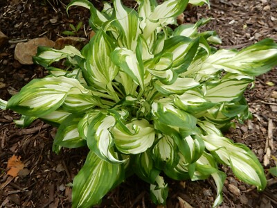 "HOSTA UNDULATA" -Variegated/Wavy Plantain lilies -Perennial- 1 Plant ...