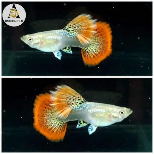 1 Female ☆SUPPER RED DRAGON DUMBO INDO-Live Guppy Fish Grade A+++ | eBay