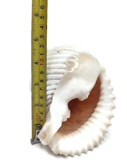 Andean Pututu Conch Trumpet - Handmade Indigenous Wind Instrument | eBay