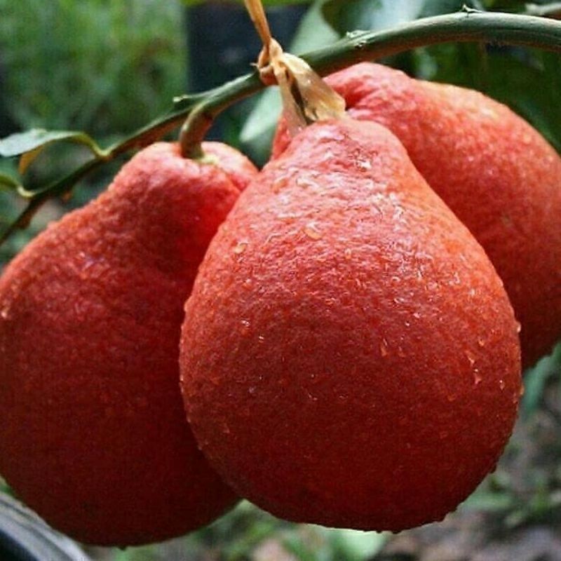 Dwarf Tropical Fruit Trees