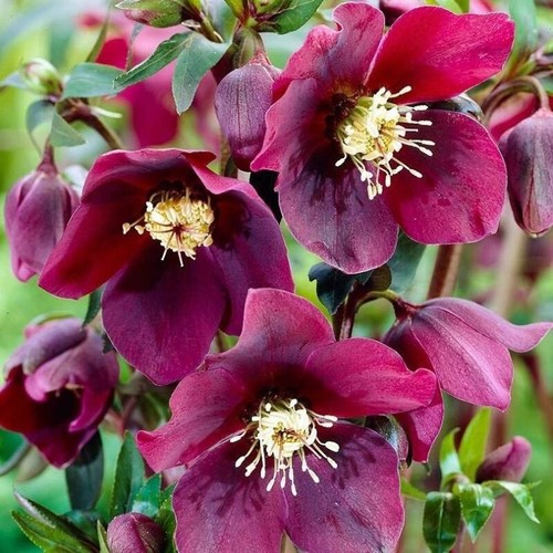 Helleborus x hybridus 'Hello Red' Oriental Hellebore in Bud & Bloom 1 ...