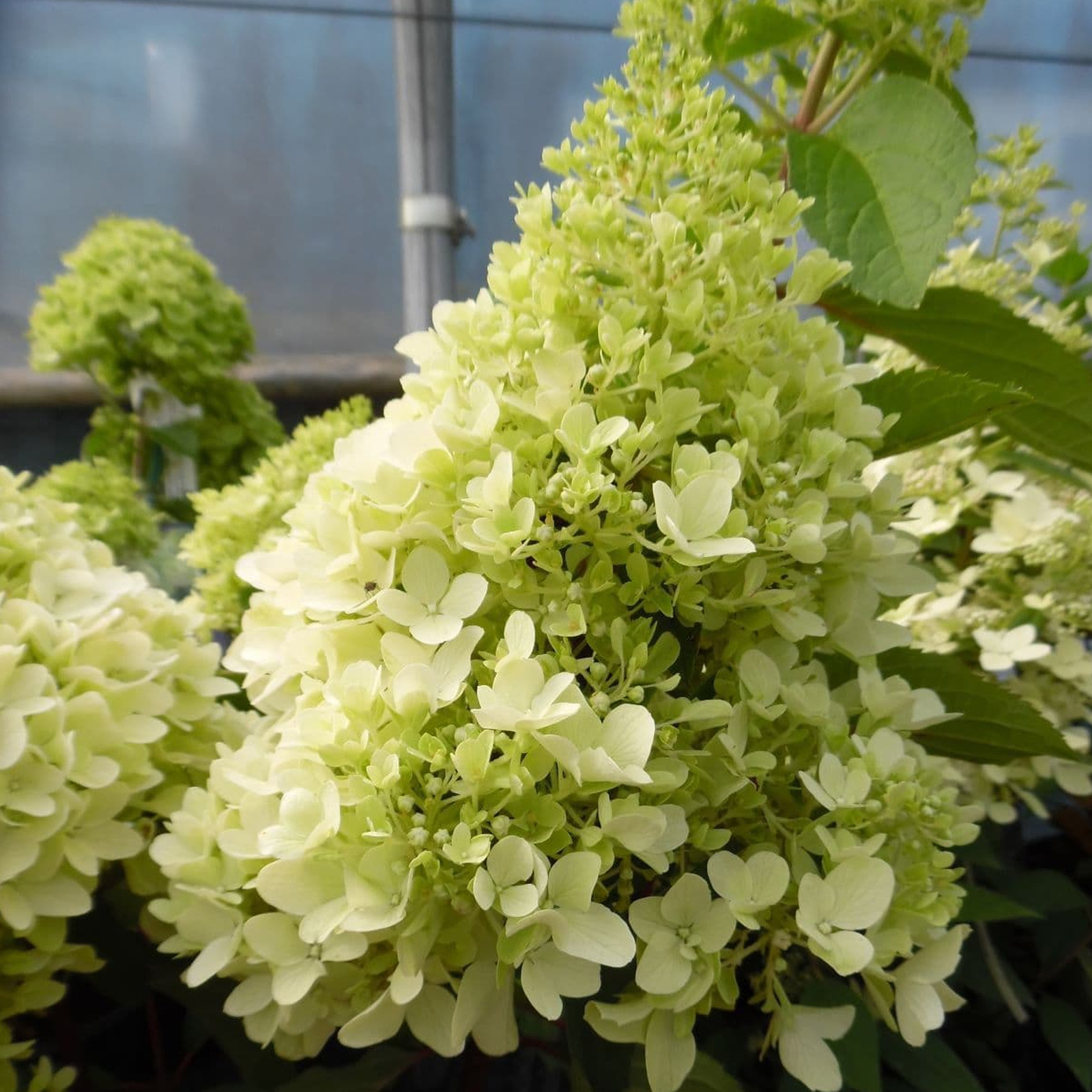 Hydrangea Little Fresco Deciduous Perennial Garden Ready Shrub in Plant ...