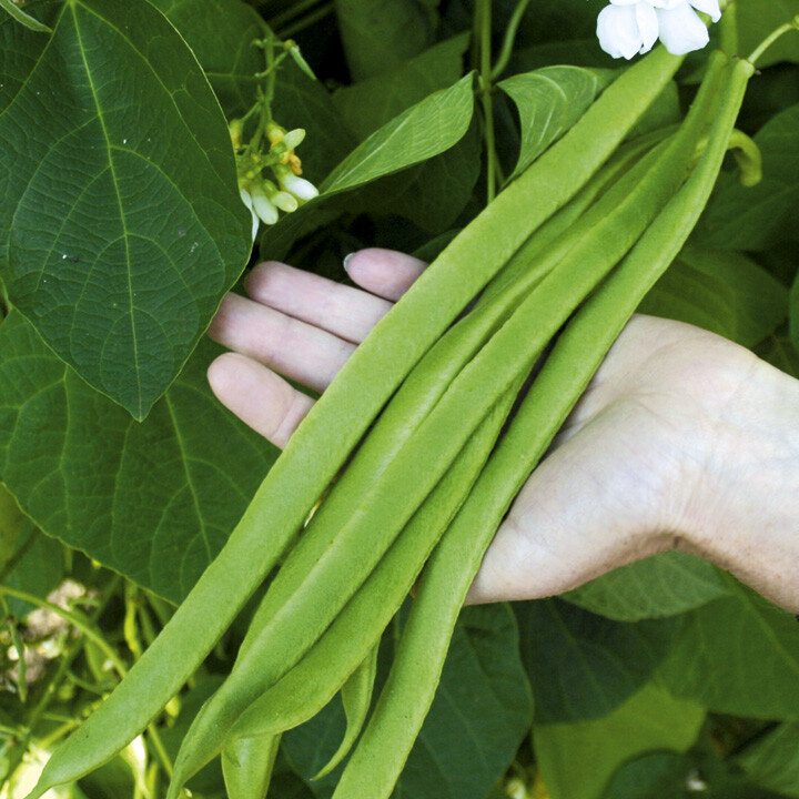 Suttons Stringless Runner Bean Veg Seeds Moonlight, Approx 35 Seeds per ...