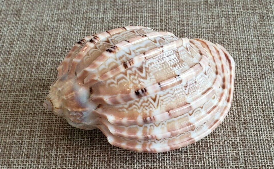 Harpa Major 102.7mm LARGE with - BLACK MOUTH Madagascar 2006 | eBay