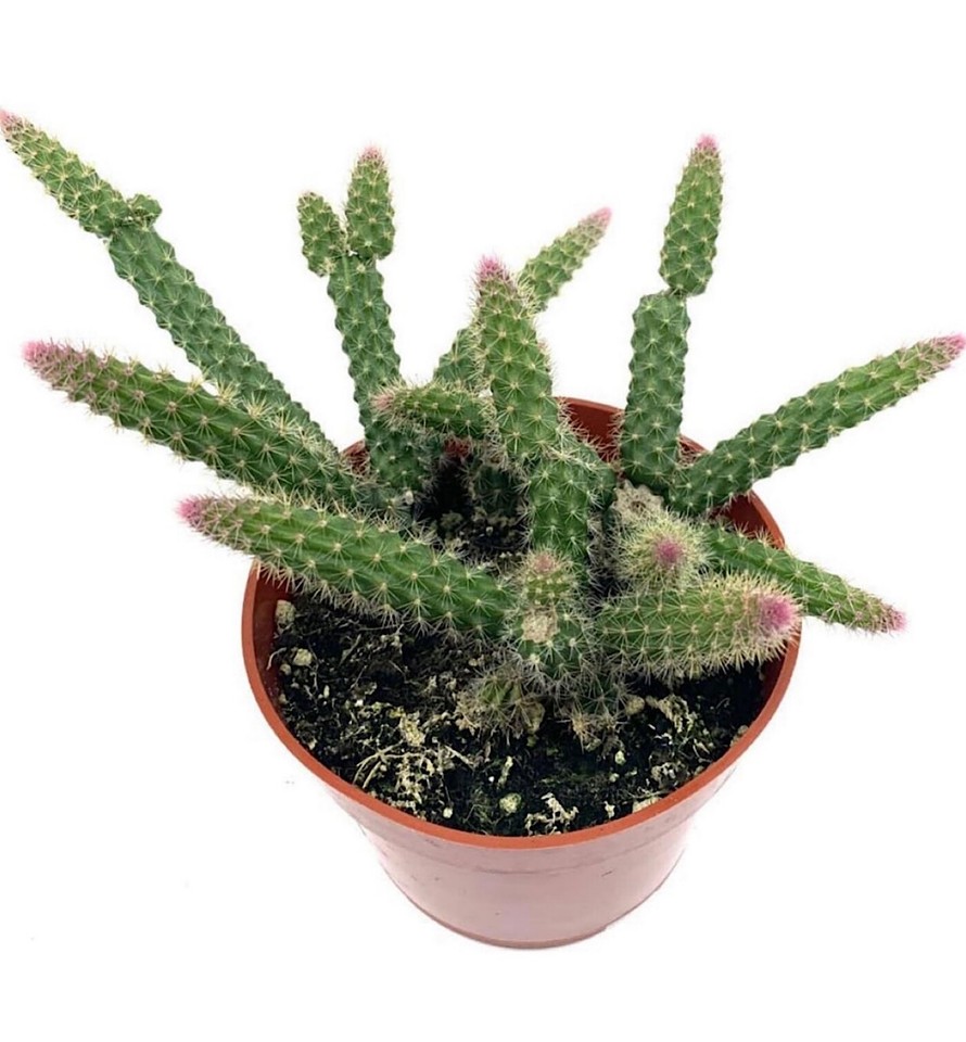 4" Rat Tail Live Cactus/Succulent Fully Rooted-Aporocactus ...