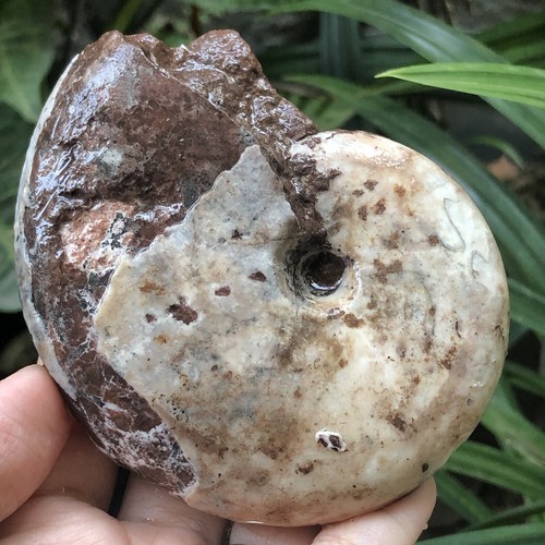 265GR EXTREME BIG WHOLE ROUGH PERMIAN THIN AMMONITE SOLID FOSSIL ...