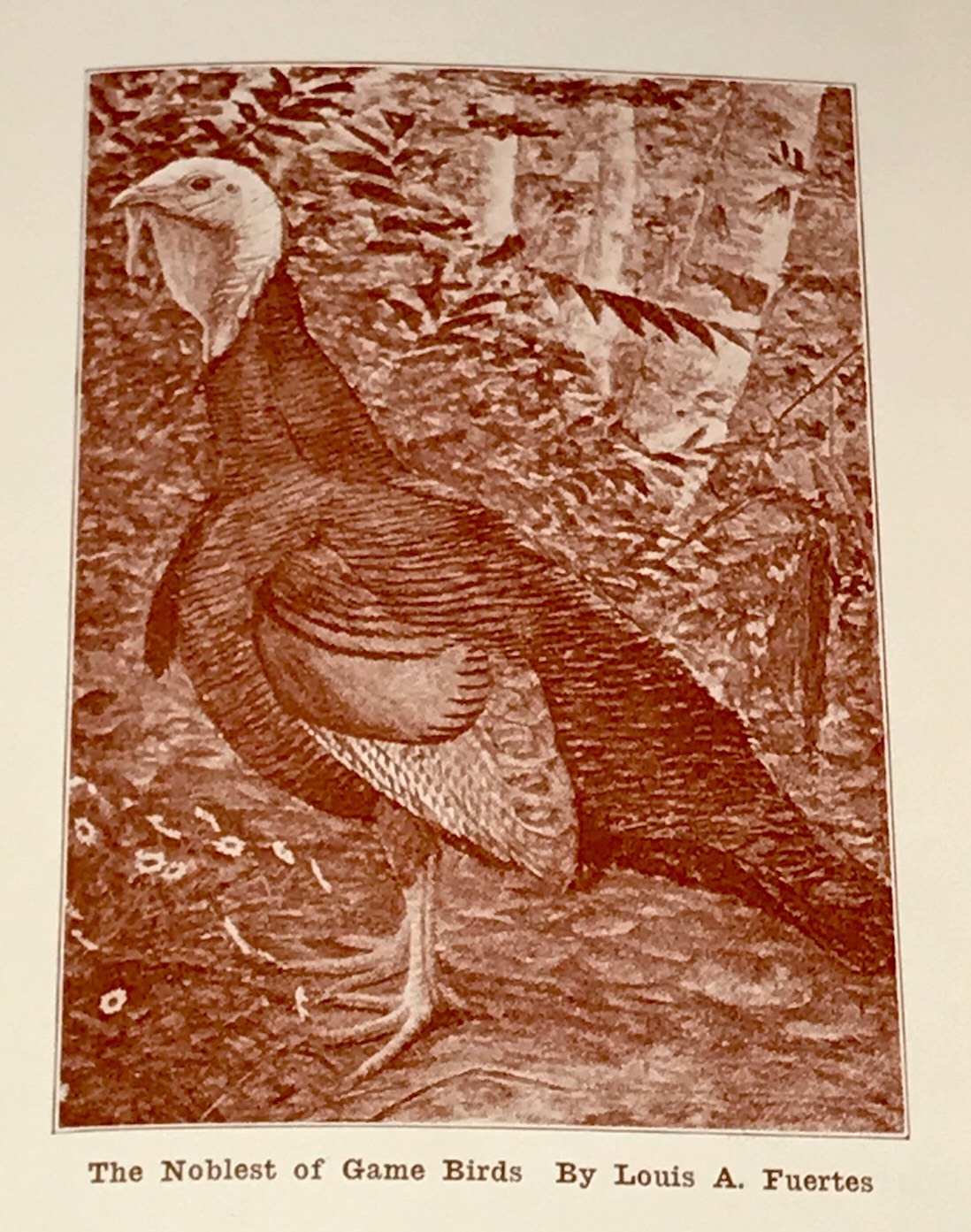 Tales of Wild Turkey Hunting, by Col. Simon Everitt (1928) Old Masters ...