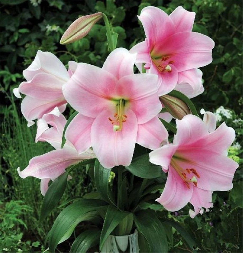 20 EXOTIC rare LILY SEEDS for garden flower perennial plant beds USA ...