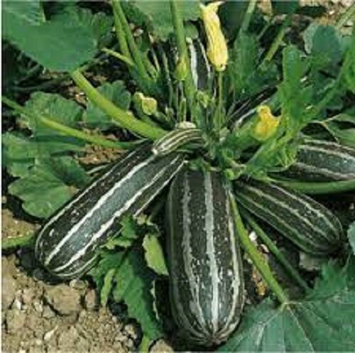 MARROW LONG GREEN BUSH 4 SEEDS Vegetable Garden Green Marrow Seed ...