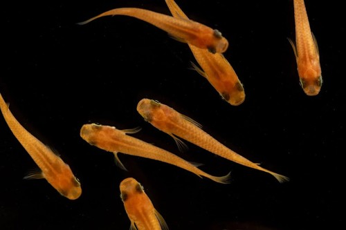 6 Orange Japanese Medaka Rice fish HomeBred USA BRED!! Hardy (Oryzias ...