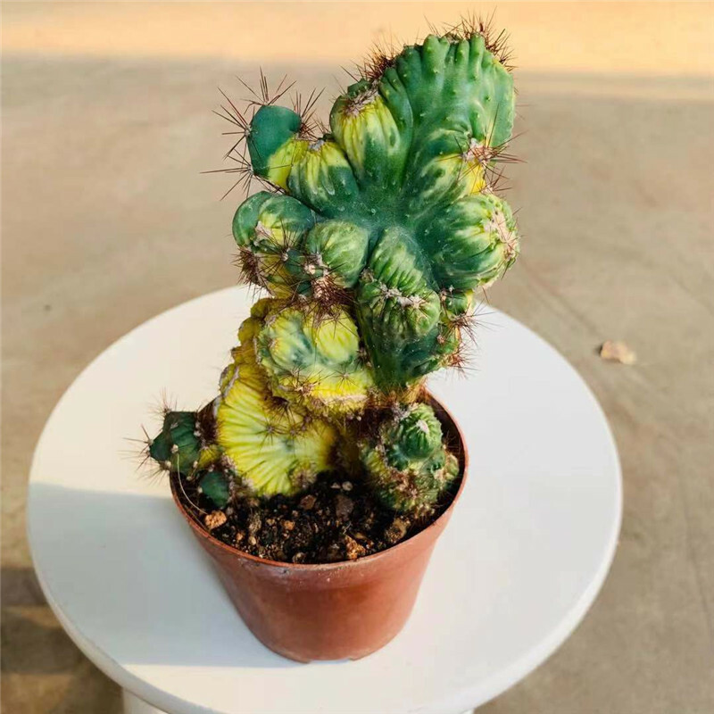 12CM Succulent Cactus Plant Cereus Menst Variegated Cactaceae Home ...