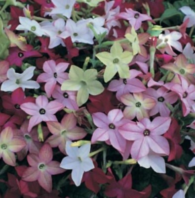 Nicotiana Avalon Mix Annual Seeds | eBay