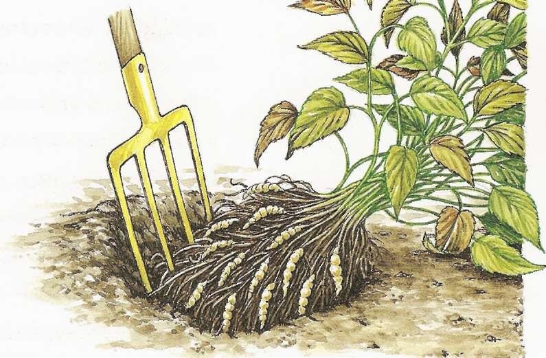 Crosnes Tubers - Stachys affinis, the Chinese artichoke, crosne, or ...