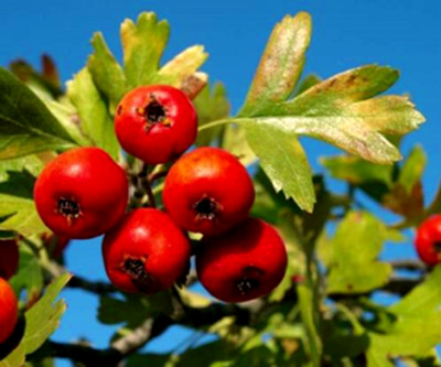 RARE 4 graines d' AZEROLIER(Crataegus Azarolus)H369 RED AZAROLE ...