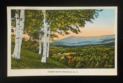 1933 Birch Trees Scene Machias NY Cattaraugus Co Postcard New York | eBay