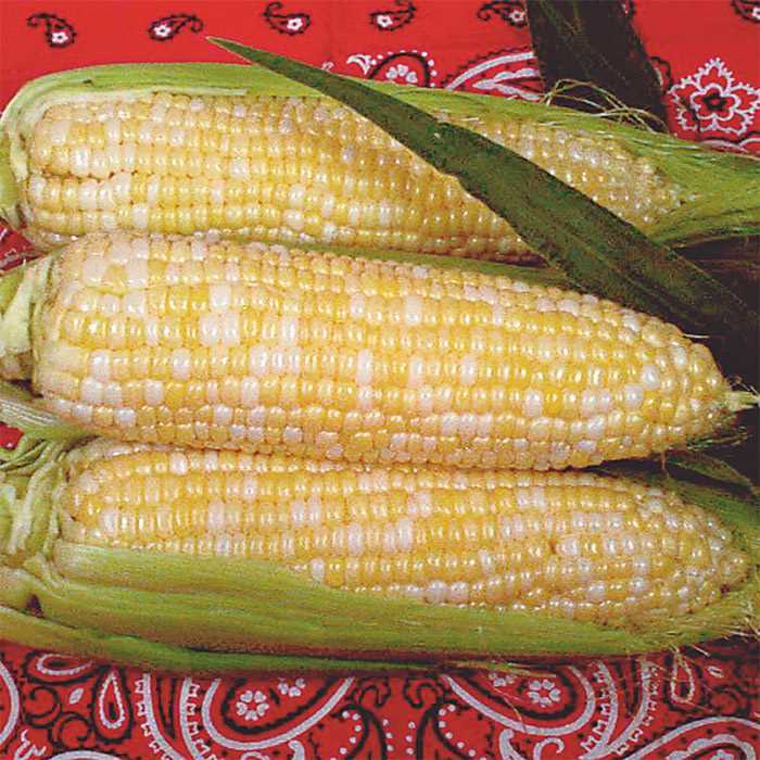 G90 BI COLOR SWEET CORN 100 SEEDS WHITE AND YELLOW SWEET CORN | eBay