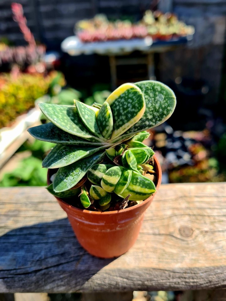 Gasteria Gracilis | The Variegated Cow's Tongue Plant | eBay UK