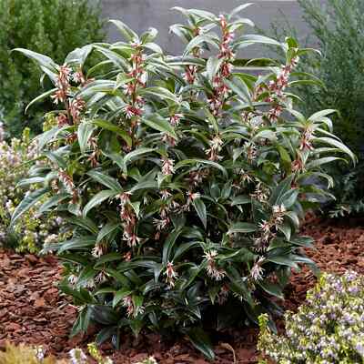 Sarcococca Hookeriana Fragrant Christmas Box/ Sweet Box Hardy Evergreen ...