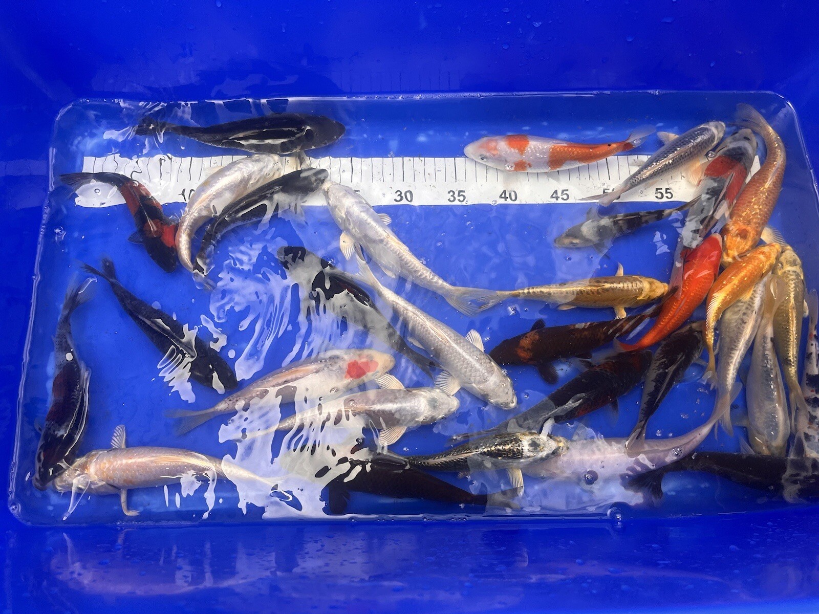 5 - 6 ” inch high quality live koi carp mix for sale Uk Bred Japanese ...