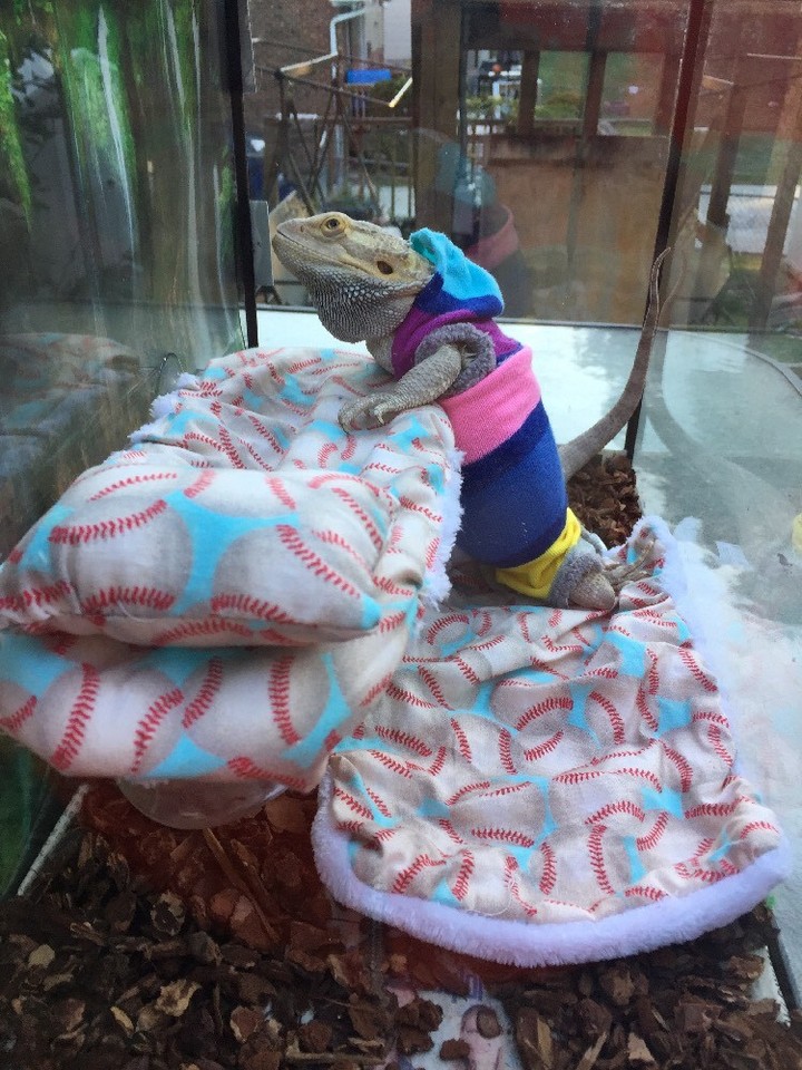 SOFT BALLS PRINTS BED SET COVERS ONLY NO FRAME BED 4 BEARDED DRAGONS | eBay