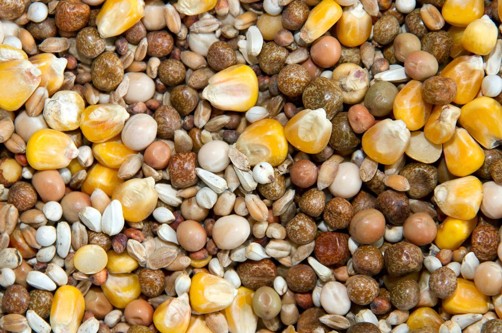 All Rounder 20kg Pigeon Food Maple Peas And Cereals Blend Bamfords Top ...