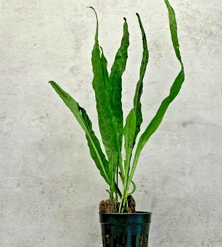 Microsorum Pteropus Minor Narrow Leaves Live Tropical Aquarium Plant ...