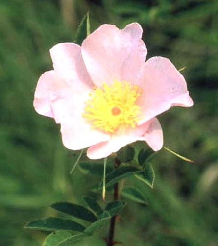 Rosa palustris Swamp Rose 15 seeds | eBay