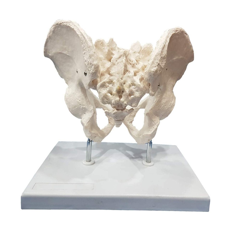 Male Pelvis Bone Model | Anatomical Model | Bones and Skeleton | | eBay