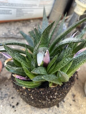 Gasteria 'Flow' Succulent plant | eBay