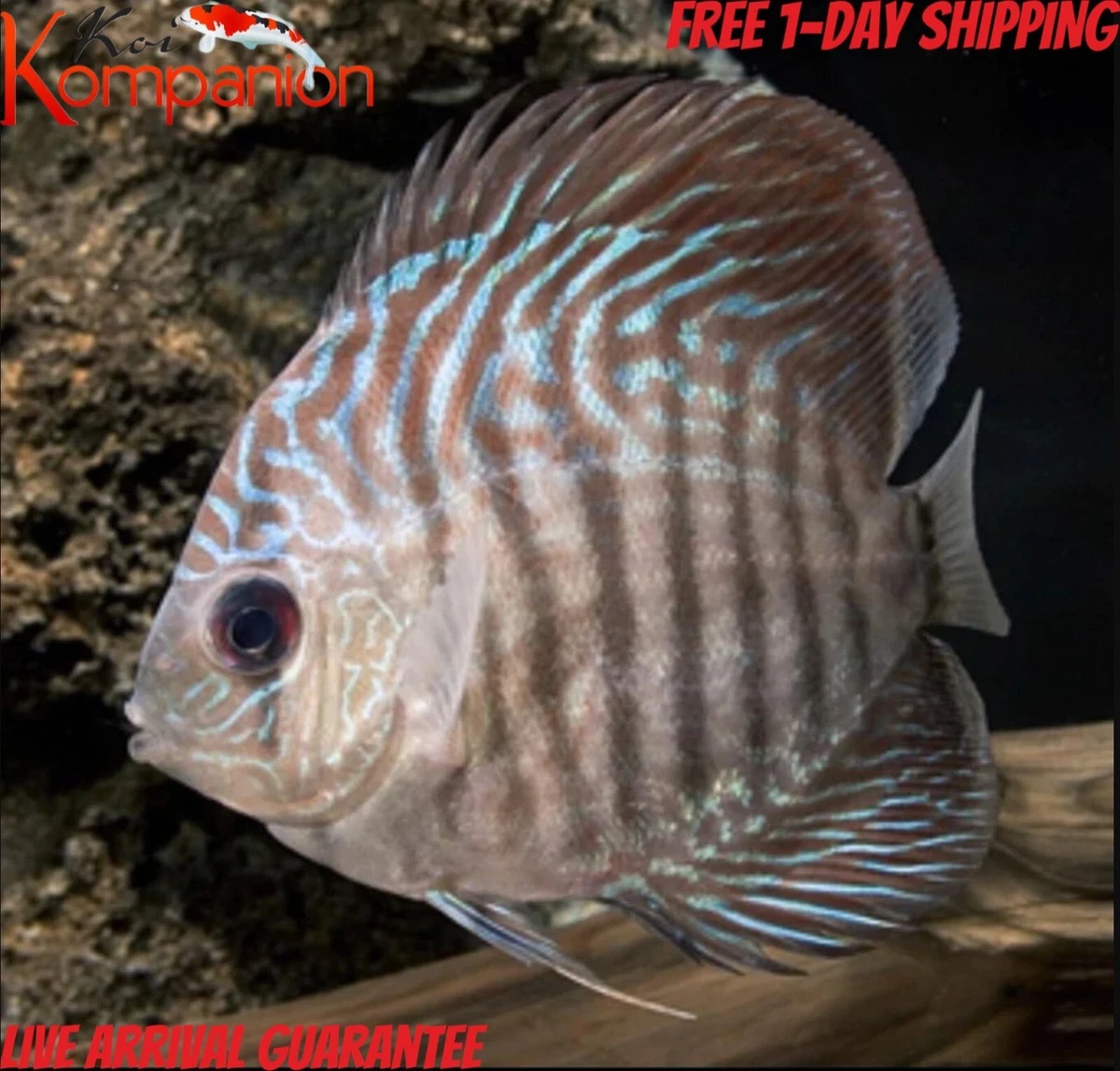 Blue Snakeskin Discus