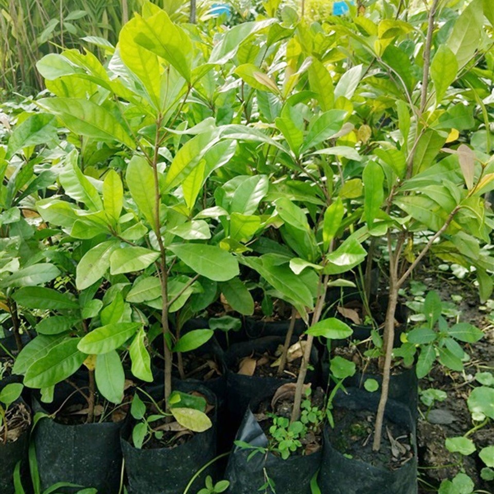 Miracle Fruit Plant Miracle Berry Rare Synsepalum Dulcificum Tree ...