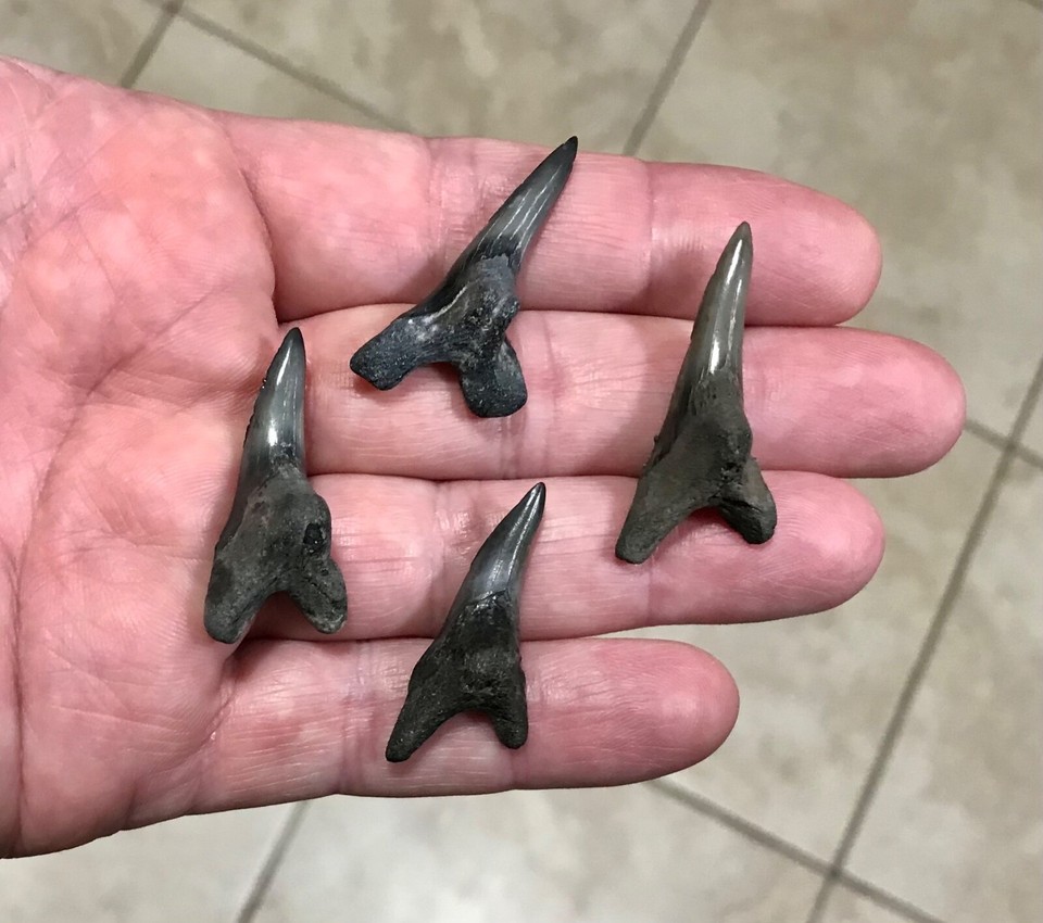 HUMONGOUS,SWEET & RARER -FL. LAND FINDS- LOWER HEMI/SNAGGLE SHARKTOOTH ...