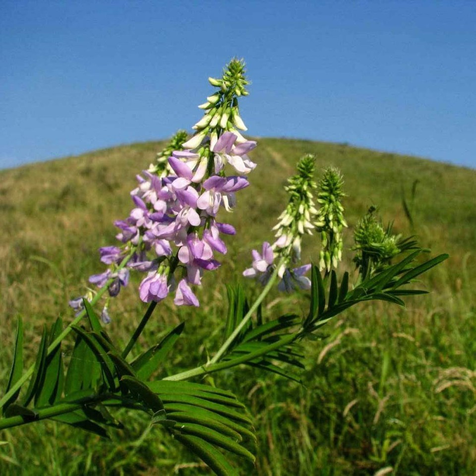 GOATS RUE Herb Dried ORGANIC Bulk Tea,Gaalega officinalis Herba | eBay