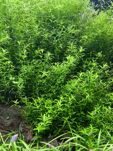Pearlweed (Micranthemum Micranthemoides) Easy Aquarium Plant 20+ Stems ...