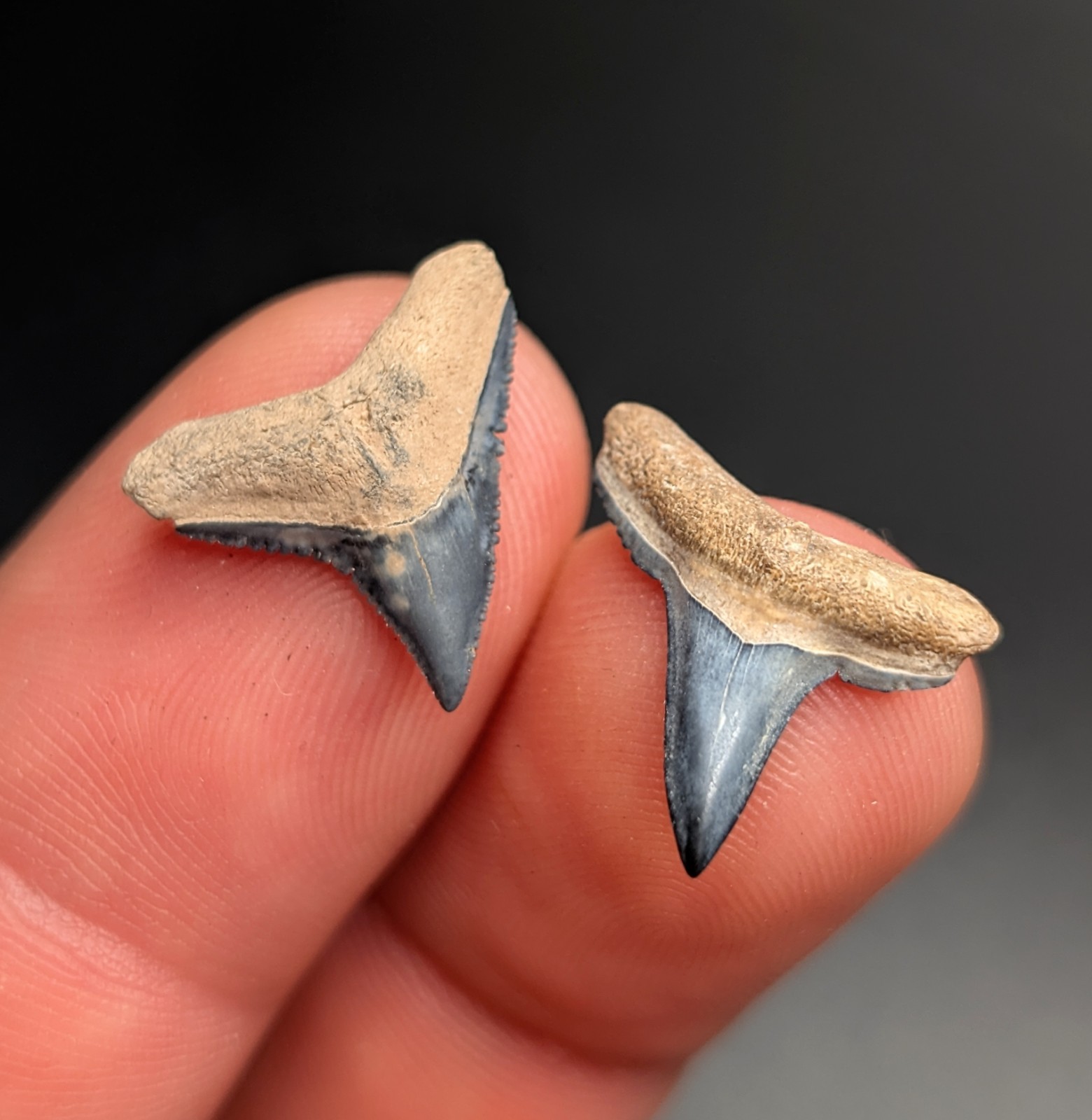 Rare Quality Blue Pair Of Bull And Lemon Shark Tooth Gainesville FL ...