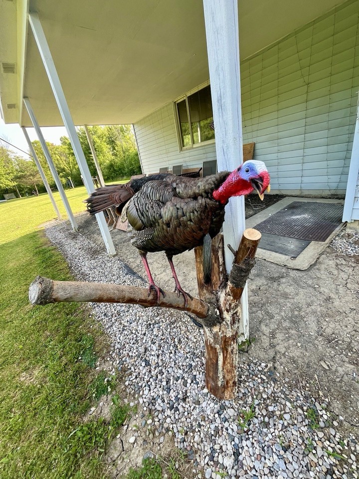 Wild Turkey Full Body Mount Taxidermy 1/2 Strut Gobbling Roost | eBay