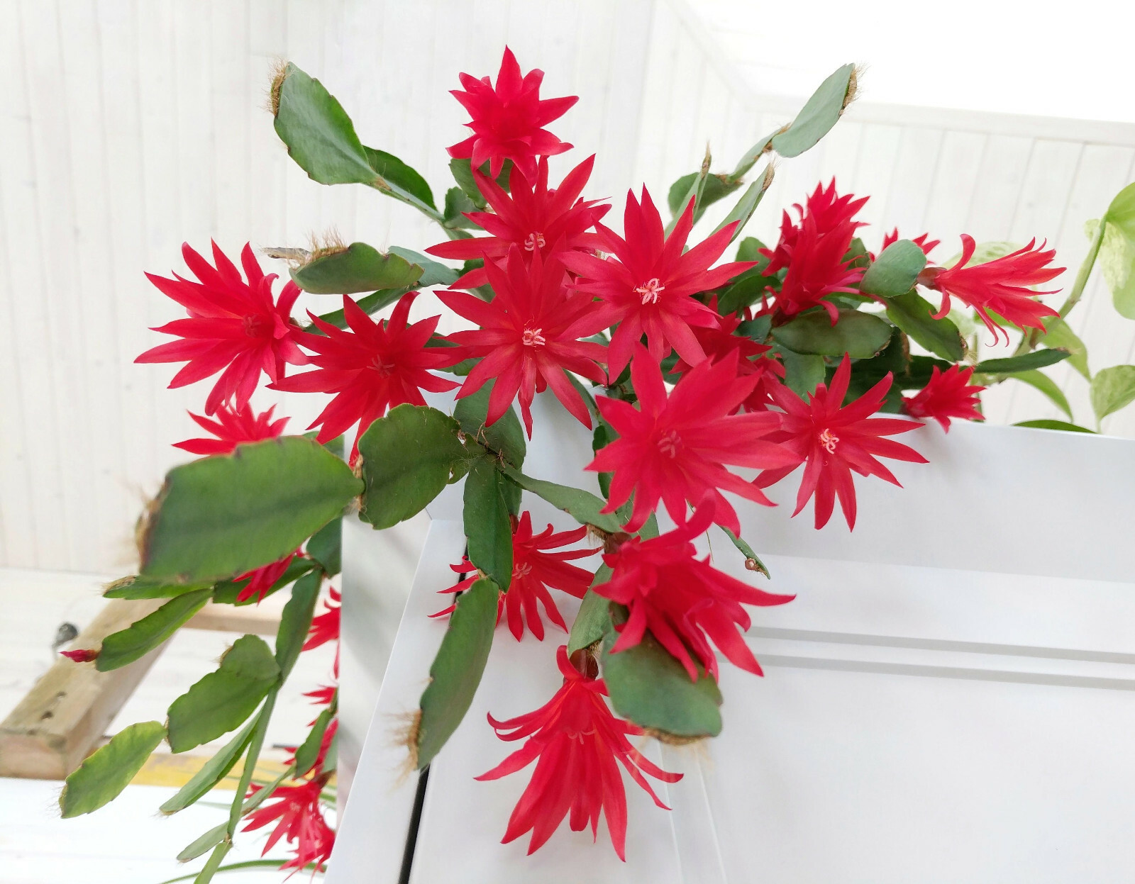 1 RED Easter/Spring Cactus Schlumbergera gaertneri live plant cutting ...