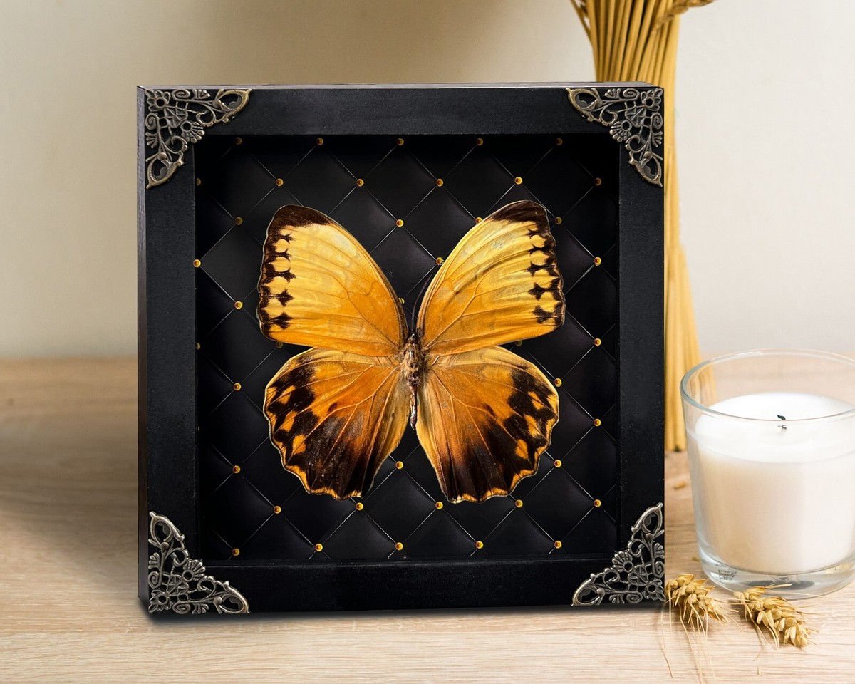 Real Butterfly Background