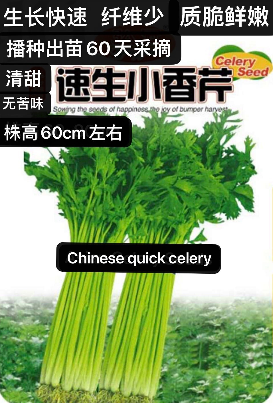 500Chinese quick celery seeds Kin-tsai Kunchoy Qincai Kinchay500粒速生小香芹 ...