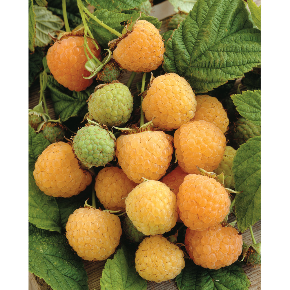 All Gold Raspberry Hardy Garden High Yield Fruit Bush 6 Bare Roots T&M ...