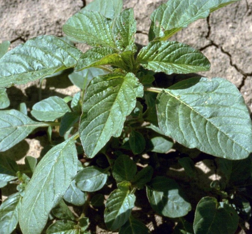 WILD Red Root Pigweed SEEDS~Amaranthus Retroflexus~Organic NGMO Herb ...