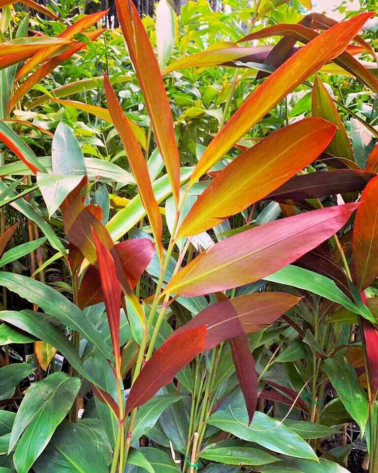 Alpinia caerulea Red Back - Red Back Ginger - 20 seeds | eBay Australia