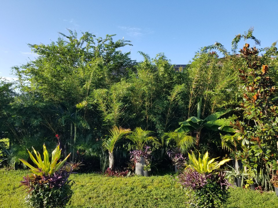 Bamboo Clumping "Golden Hedge" Bambusa Alphonse Karr Privacy Screen 1 ...