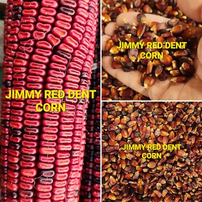 Jimmy Red Corn - Heirloom Dent Corn For Seed or Milling - 1 Pound | eBay
