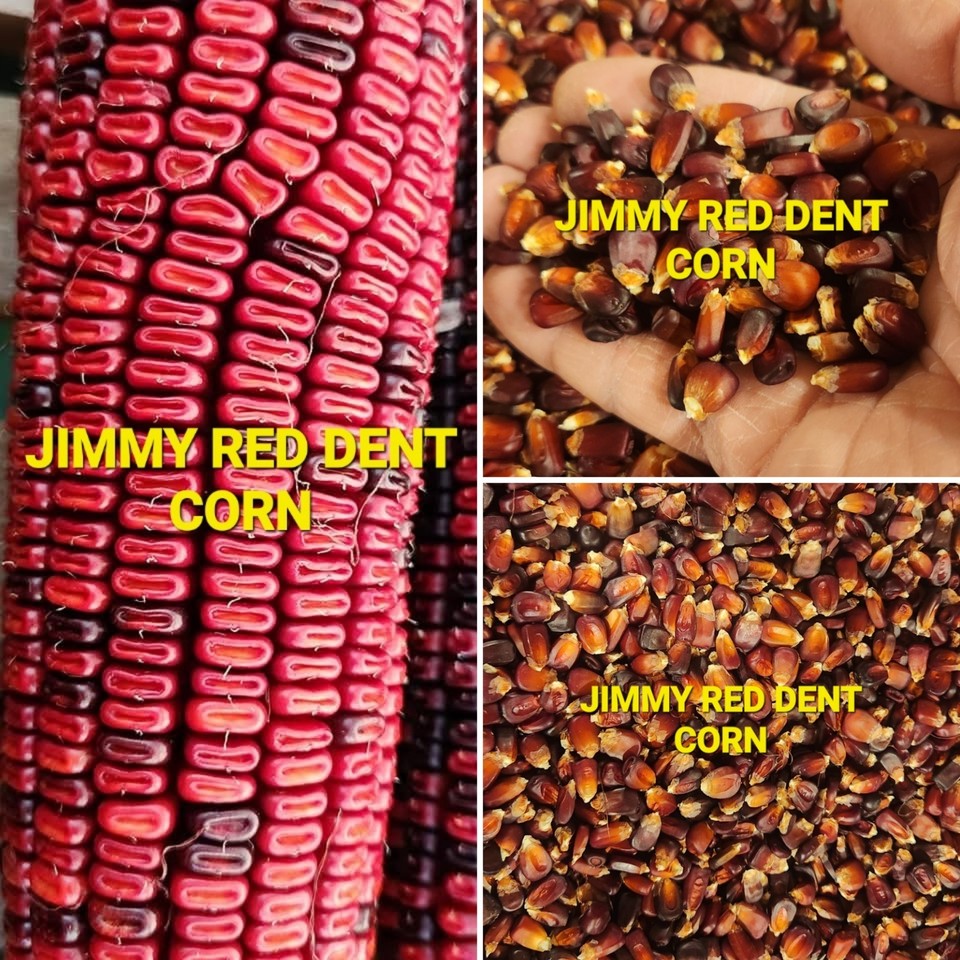 Jimmy Red Corn - Heirloom Dent Corn For Seed or Milling - 1 Pound | eBay